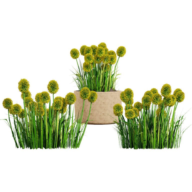 Australian Craspedia Globosa 'Golf Beauty' Flowers (387829) 3D model ...