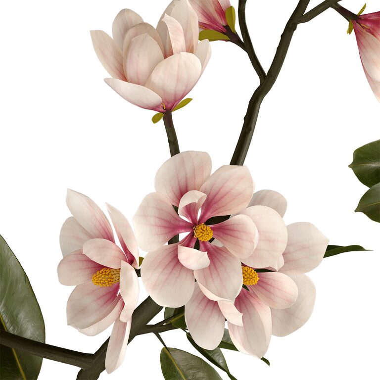 Dancing Magnolia (388161) 3D model - Download 3D model Dancing Magnolia ...