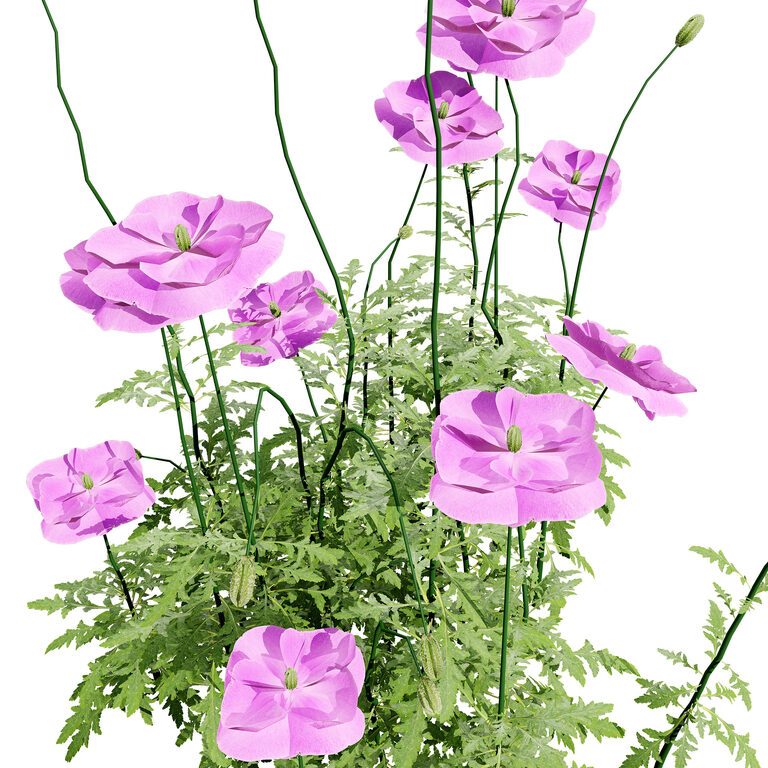 Flanders Poppy Flowering Plant (388222) 3D model - Download 3D model ...