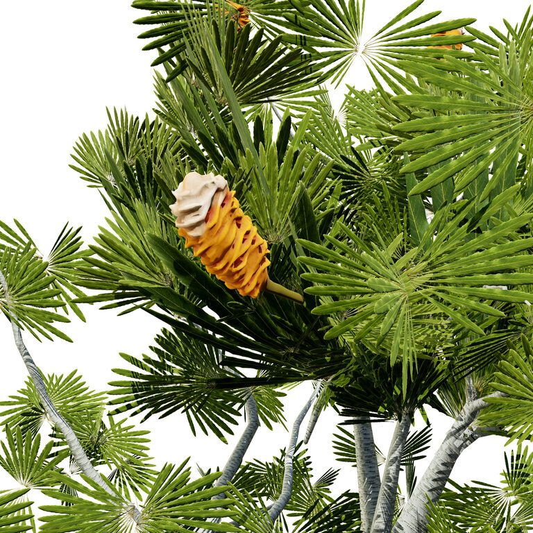 Australia Banksia Tree 3D Model (388737) 3D model - Download 3D model ...