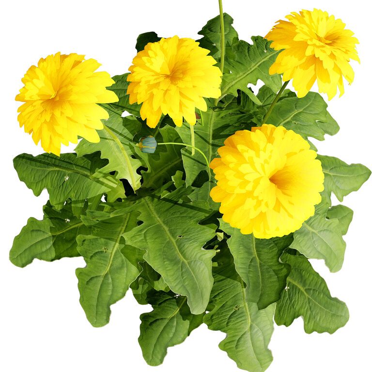 South African Glorious Patio Gerbera (388797) 3D model - Download 3D ...