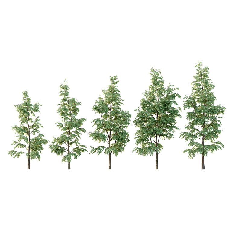 Carpinus Betulus Tree 06 (388803) 3D model - Download 3D model Carpinus ...