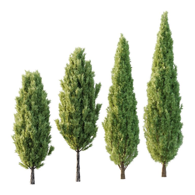 Italian Cypress Tree 2 (389091) 3D model - Download 3D model Italian ...