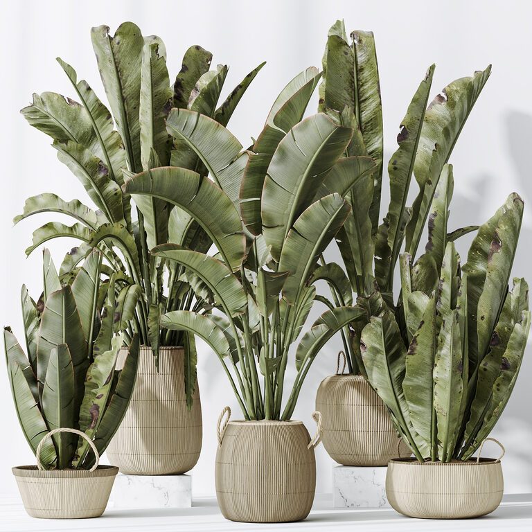 AV Indoor plants Ravenala Banana Strelitzia Nicolai Bird Of Paradise ...