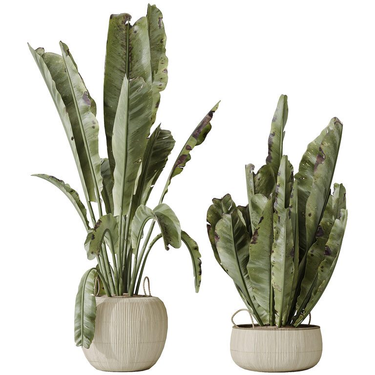 AV Indoor plants Ravenala Banana Strelitzia Nicolai Bird Of Paradise ...