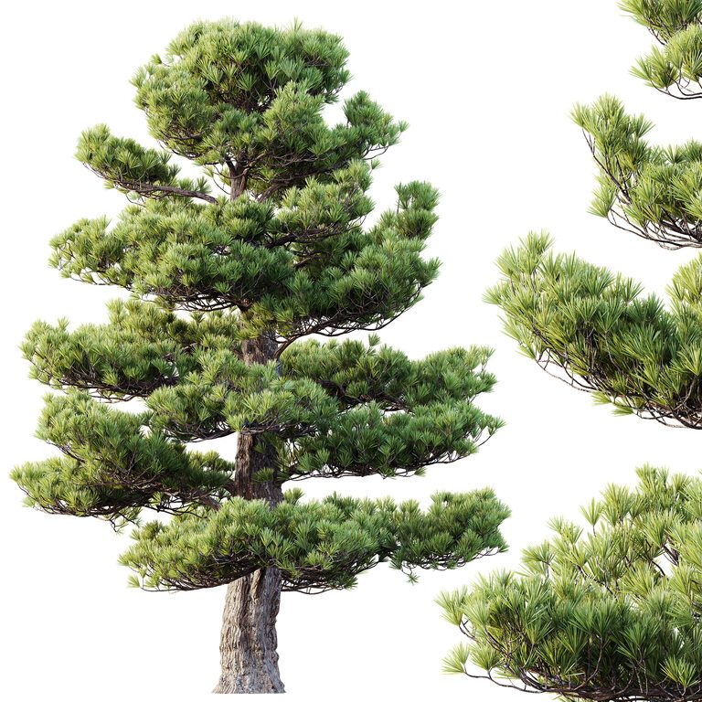 AV Plants Pinus Bonsai Sylvestris Pine Parviflora Scotch Contorta ...