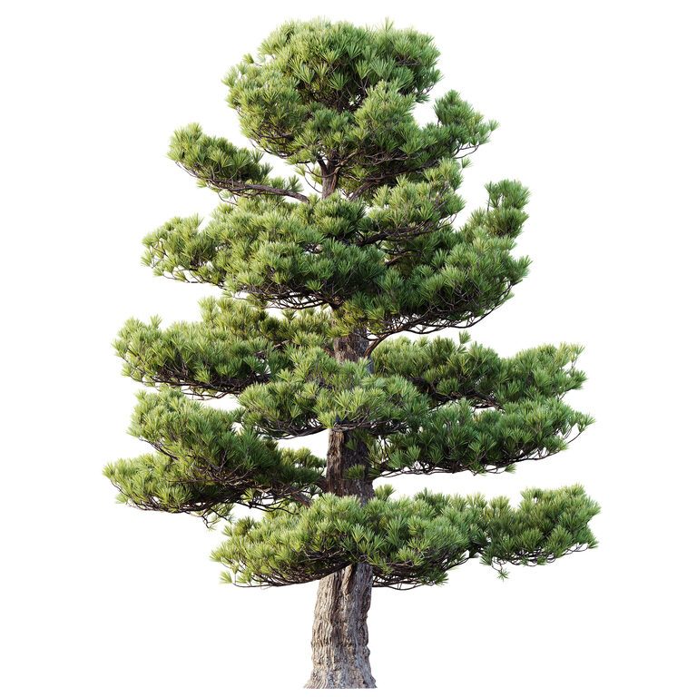AV Plants Pinus Bonsai Sylvestris Pine Parviflora Scotch Contorta ...