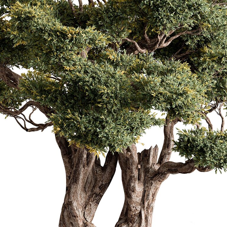 Ola Tree Set (389258) 3D model - Download 3D model Ola Tree Set (389258 ...