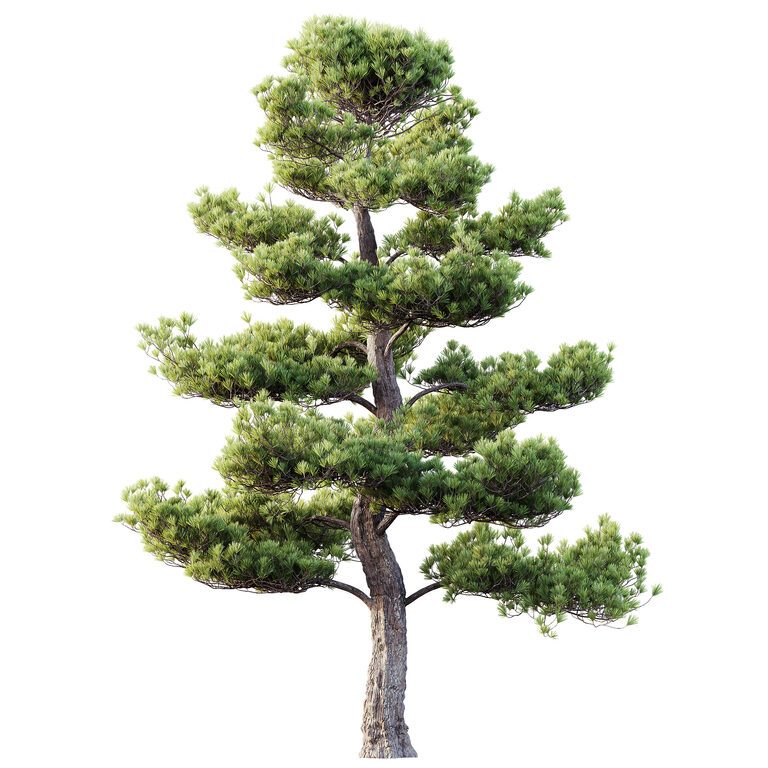 AV Plants Pinus Bonsai Sylvestris Pine Parviflora Scotch Contorta02 ...