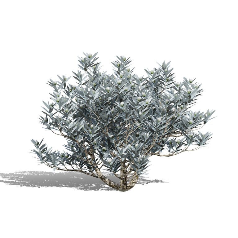 Silver Tree-Witteboom 3D Model (389526) 3D model - Download 3D model ...