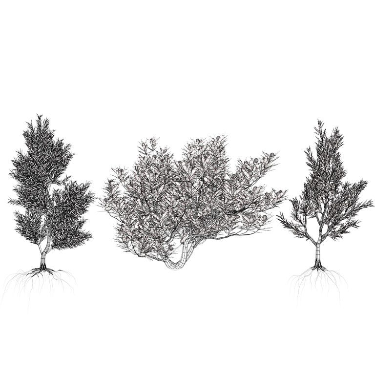 Silver Tree-Witteboom 3D Model (389526) 3D model - Download 3D model ...