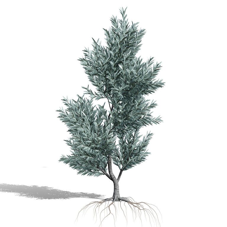 Silver Tree-Witteboom 3D Model (389526) 3D model - Download 3D model ...