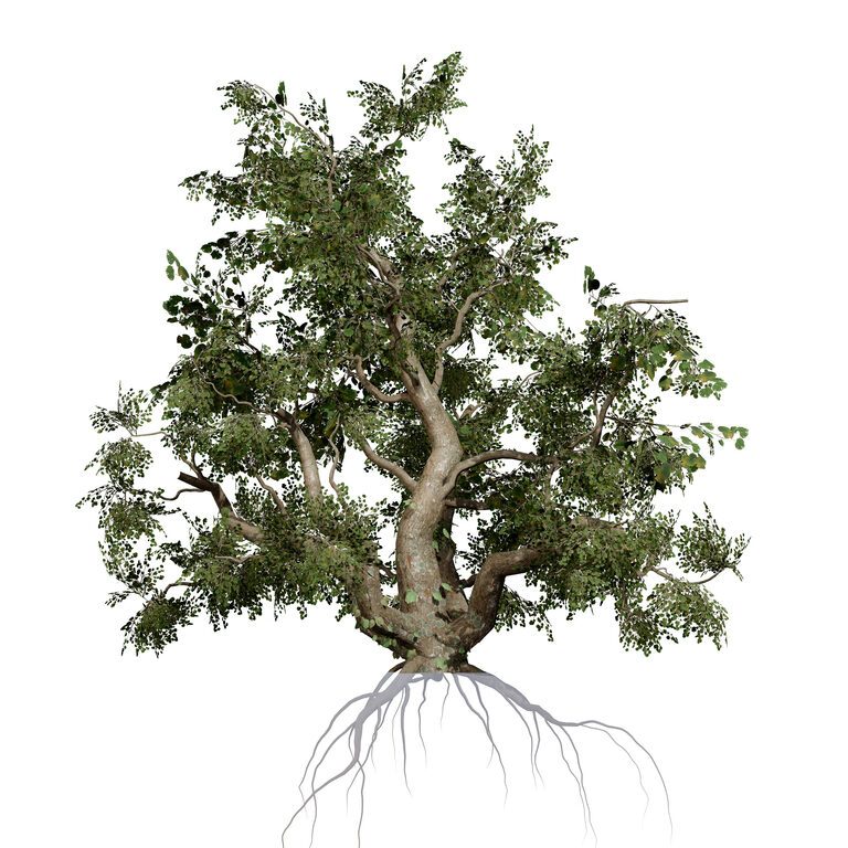 South African Common Star (389623) 3D model - Download 3D model South ...
