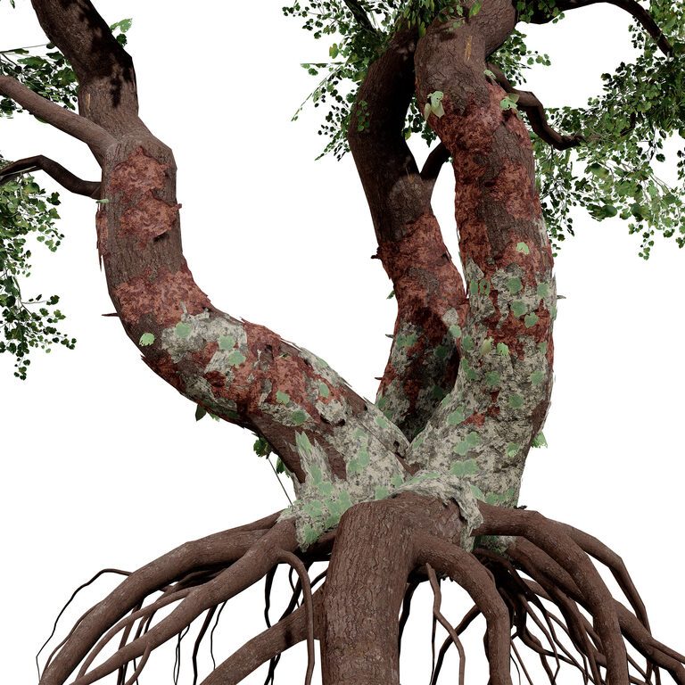 South African Common Star (389623) 3D model - Download 3D model South ...