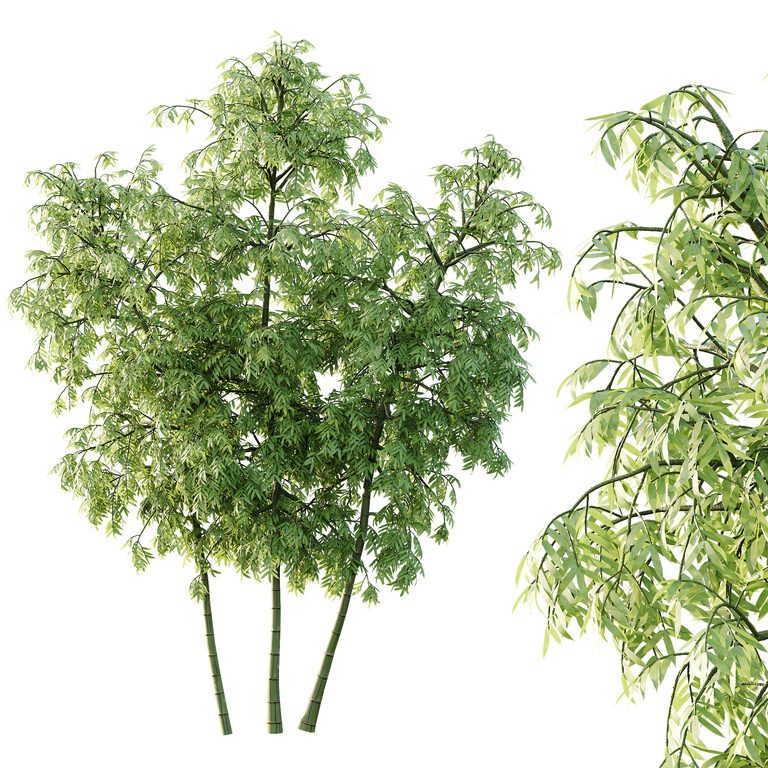 Bamboo Bambusoideae Tree 02 (389628) 3D model - Download 3D model ...