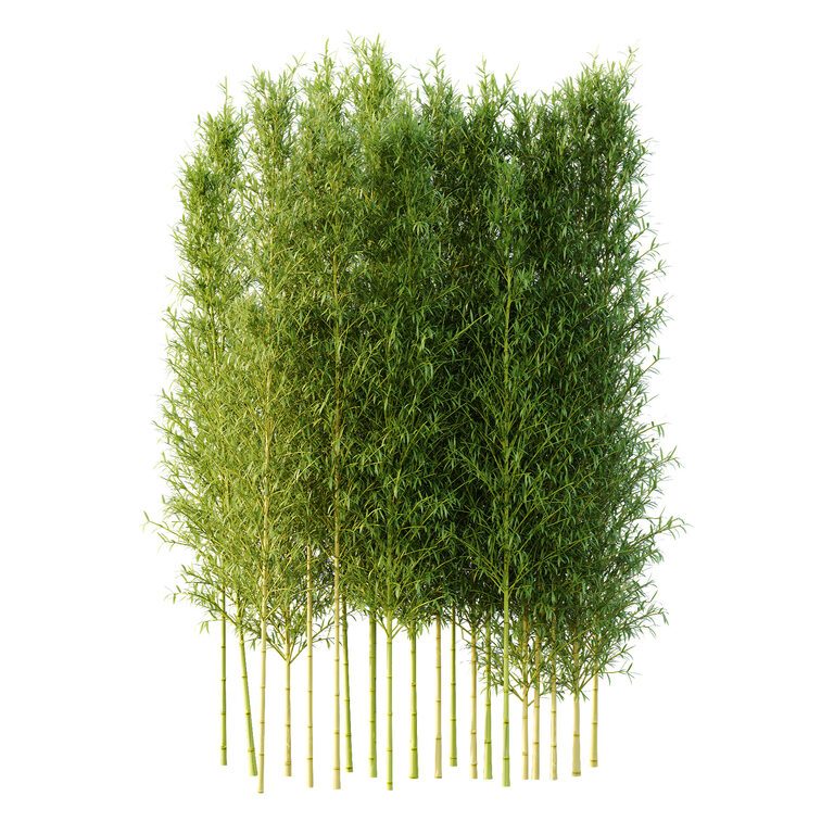 Bamboo Bambusoideae 04 (389631) 3D model - Download 3D model Bamboo ...