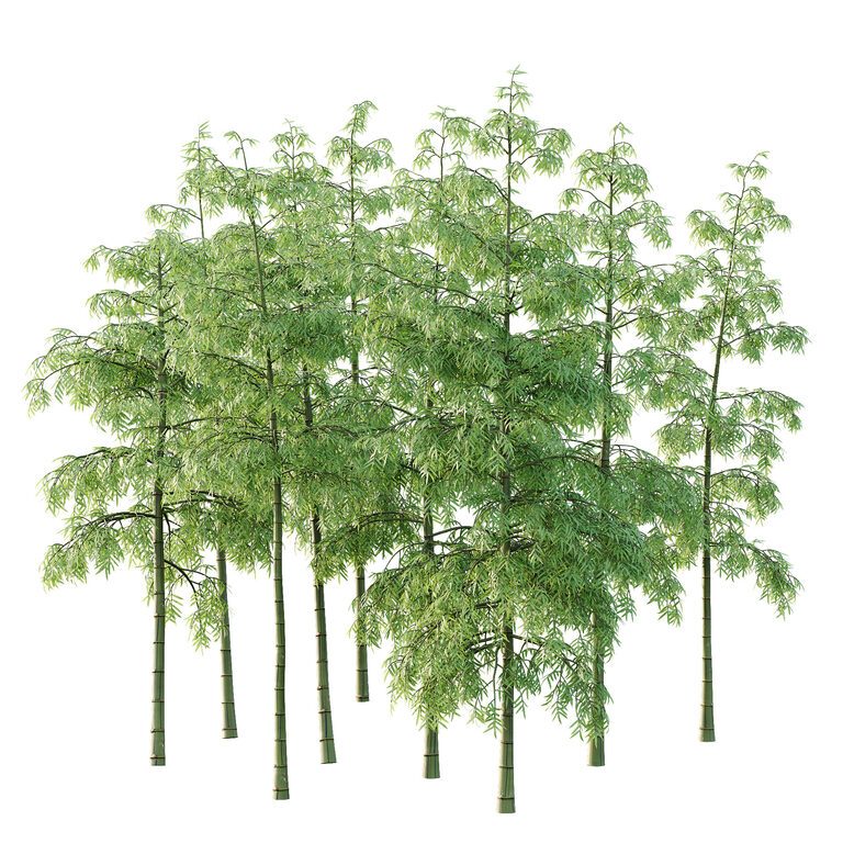 Bamboo Bambusoideae Tree 06 (389644) 3D model - Download 3D model ...