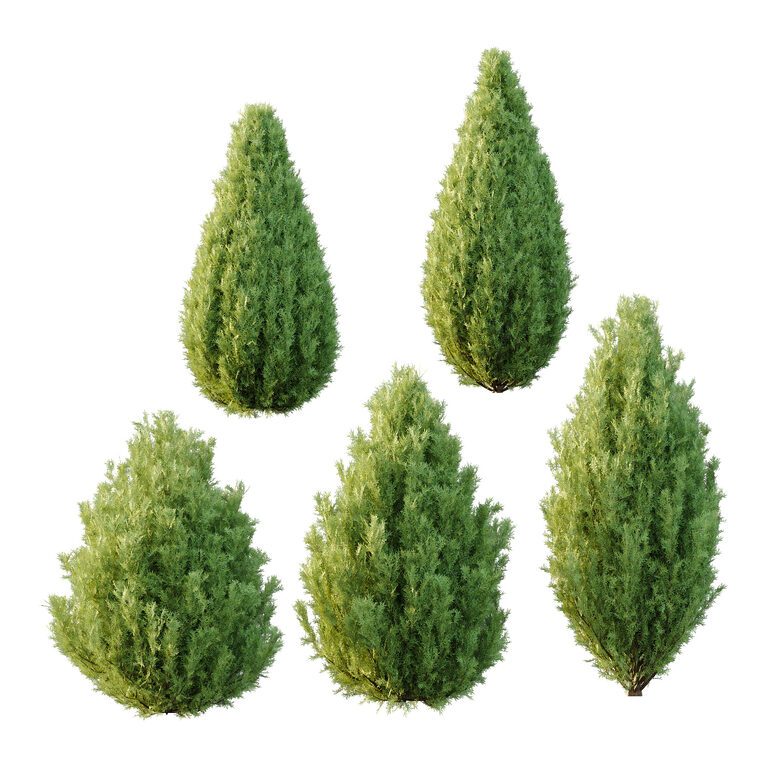 Italian Cypress Tree 3 (389710) 3D model - Download 3D model Italian ...