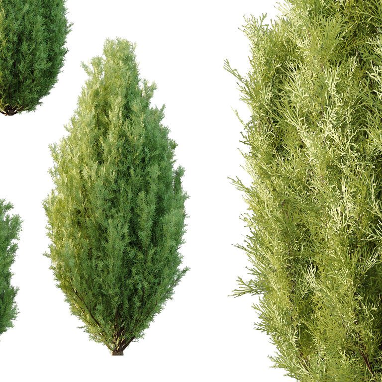 Italian Cypress Tree 3 (389710) 3D model - Download 3D model Italian ...