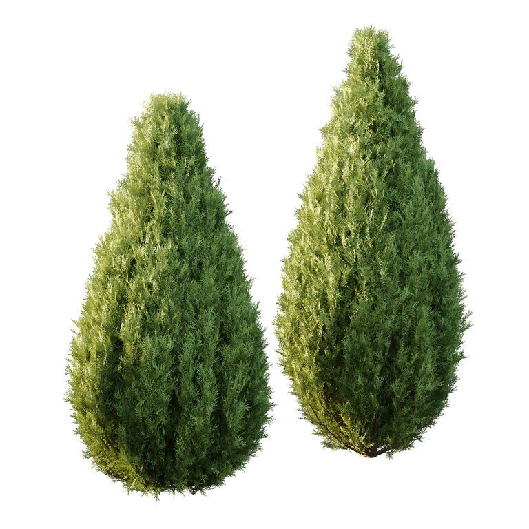 Italian Cypress Tree 3 (389710) 3D model - Download 3D model Italian ...