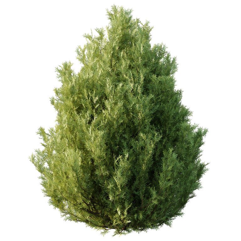 Italian Cypress Tree 3 (389710) 3D model - Download 3D model Italian ...