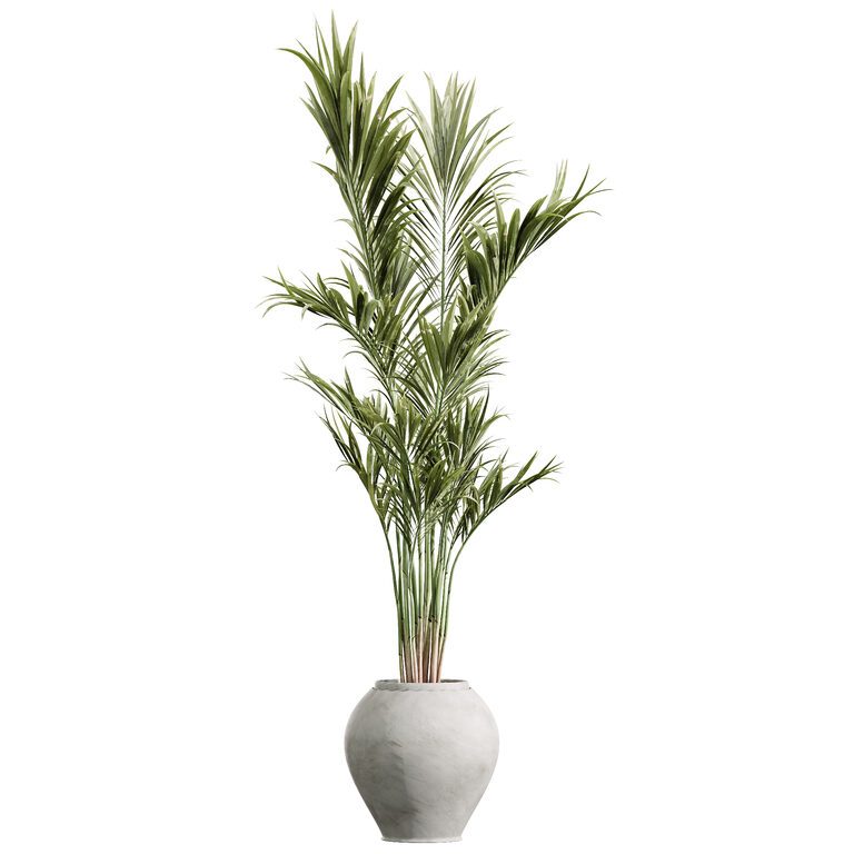 AV Indoor Plants Mission Olive Areca Palm Dracaena Lemon Ficus Melany ...
