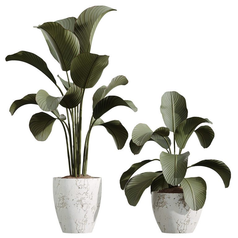 AV Calathea Lutea Cuban Cigar Potted Plants Indoor Plants (389835) 3D ...