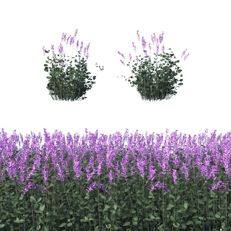 Lavender Flowers (390295) 3D model - Download 3D model Lavender Flowers ...