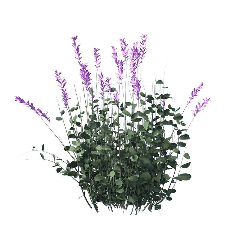 Lavender Flowers (390295) 3D model - Download 3D model Lavender Flowers ...