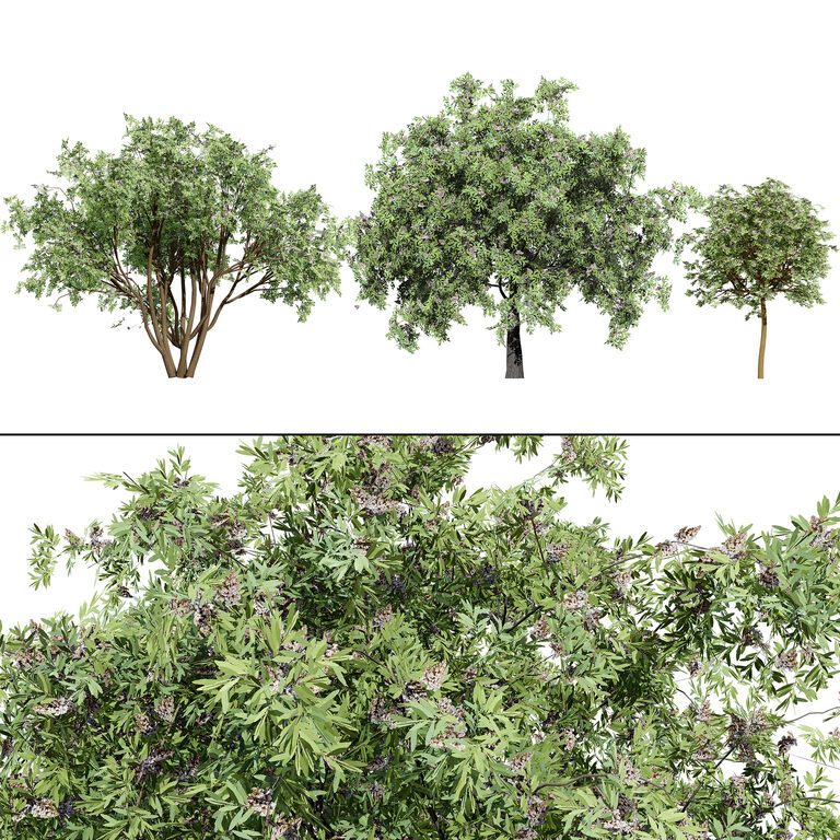 South African Camphor Bush 3D Model (390502) 3D model - Download 3D ...