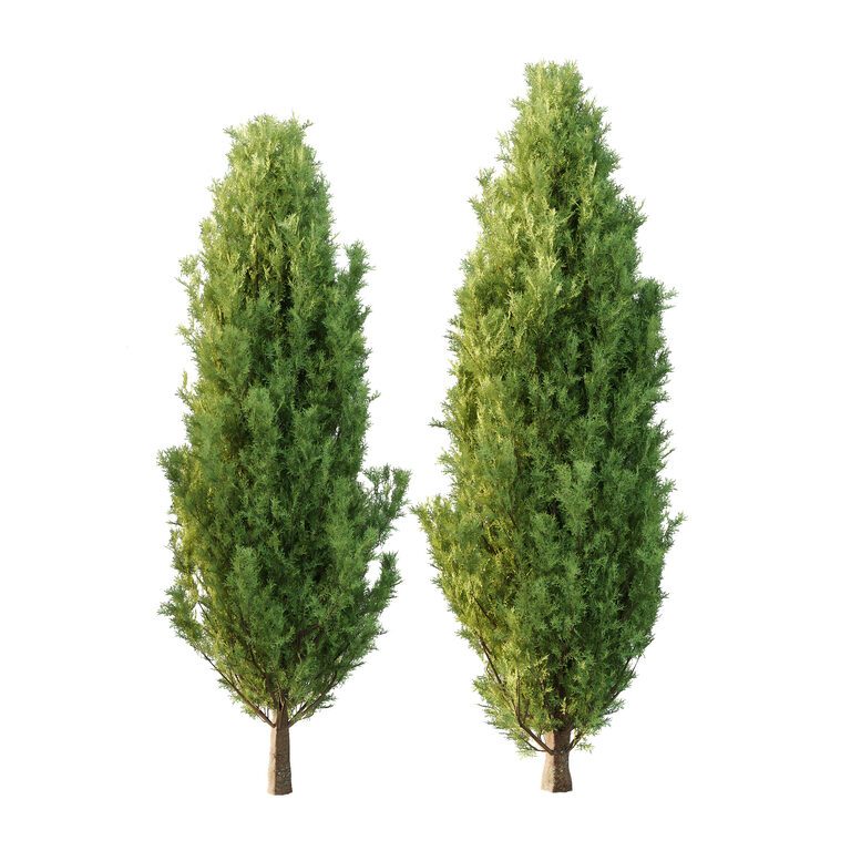 Italian Cypress Tree 4 (390663) 3D model - Download 3D model Italian ...