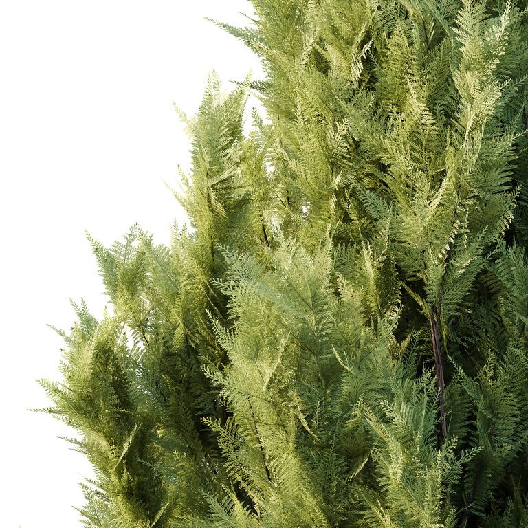 Italian Cypress Tree 4 (390663) 3D model - Download 3D model Italian ...