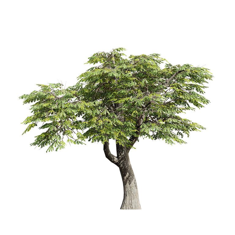 South African Mopane Tree 3D Model (391394) 3D model - Download 3D ...