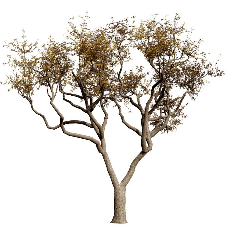 Marula Tree 3D Model Pack (391883) 3D model - Download 3D model Marula ...
