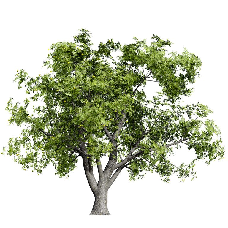 Marula Tree 3D Model Pack (391883) 3D model - Download 3D model Marula ...