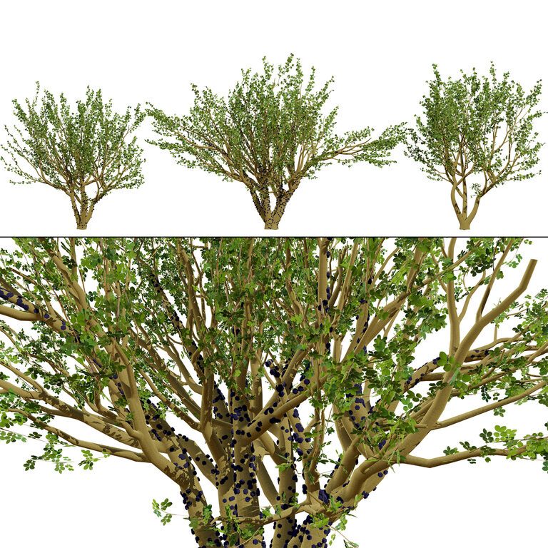 Tropical Jaboticaba Tree 3D Model (391898) 3D model - Download 3D model ...