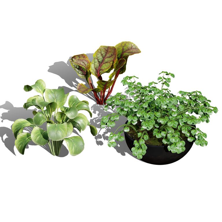 3D Leafy Green Plants Pack (391912) 3D model - Download 3D model 3D ...
