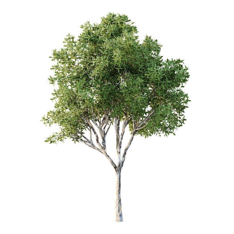 Sydney Blue Gum Tree 03 (391996) 3D model - Download 3D model Sydney ...