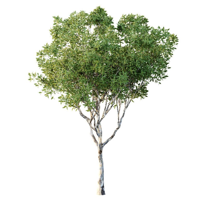 Sydney Blue Gum Tree 03 (391996) 3D model - Download 3D model Sydney ...