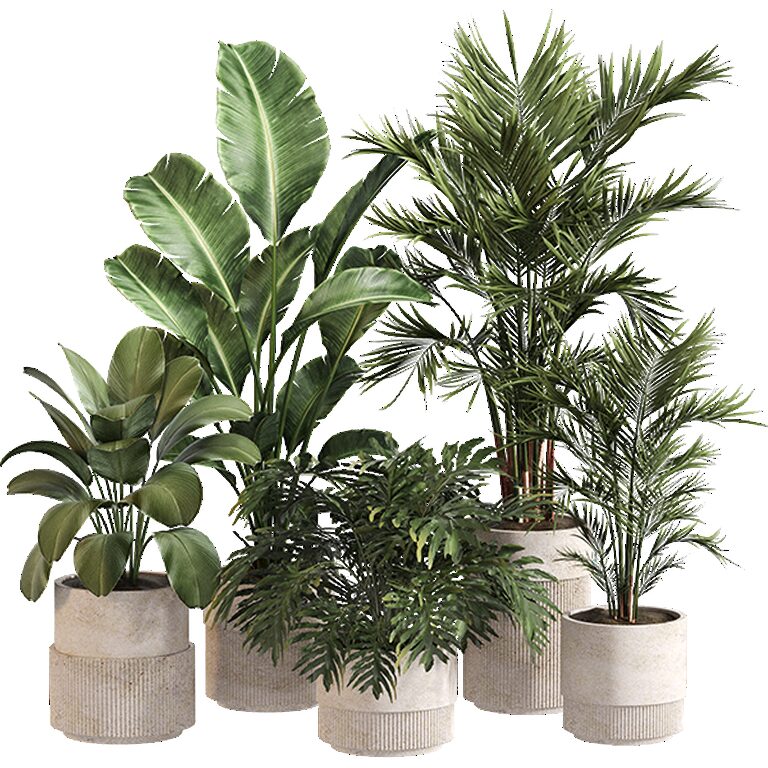 Indoor Plant Set 0156 392003 3d Model Download 3d Model Indoor