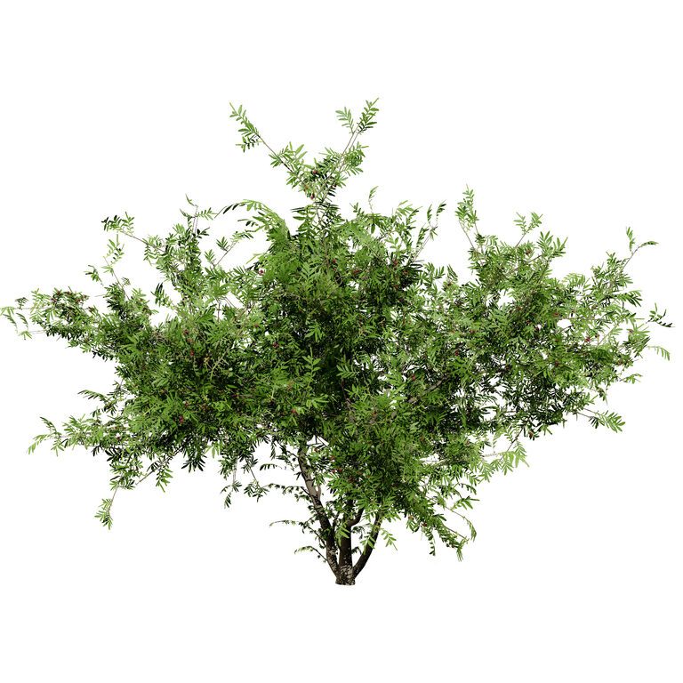 South African Wild Plum Tree 3D Model Pack (392112) 3D model - Download ...