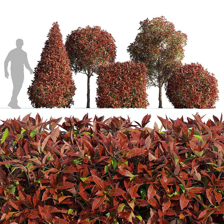 Photinia fraseri Red Robin Plant (392515) 3D model - Download 3D model ...