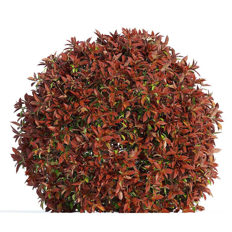Photinia fraseri Red Robin Plant (392515) 3D model - Download 3D model ...