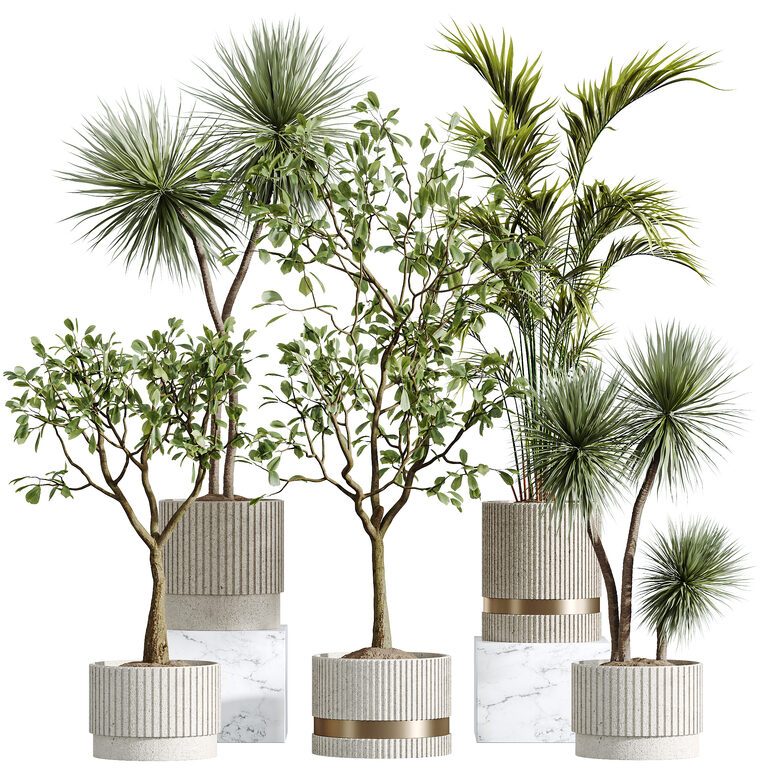 AV Indoor Plants Set 275 Mega Pack Yucca Areca Palm Japandi Ficus ...