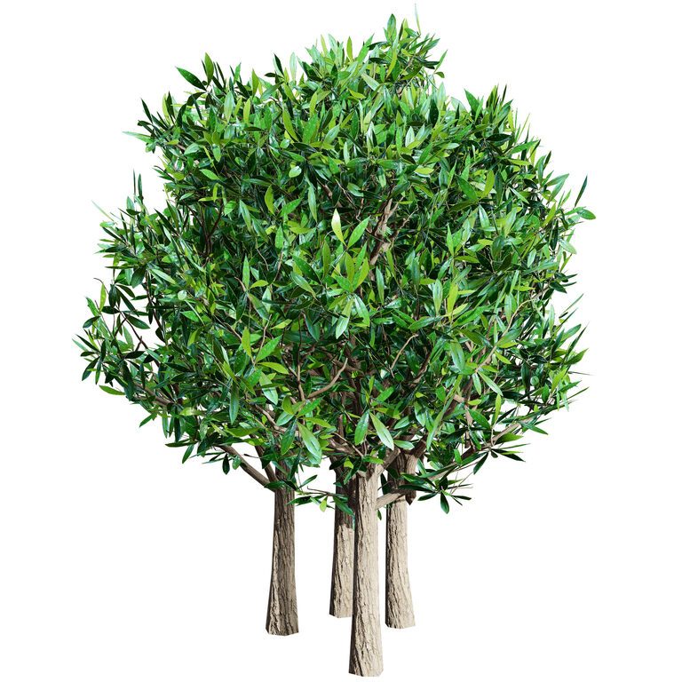 South African Miracle Berry Plant 3D Model (392735) 3D model - Download ...