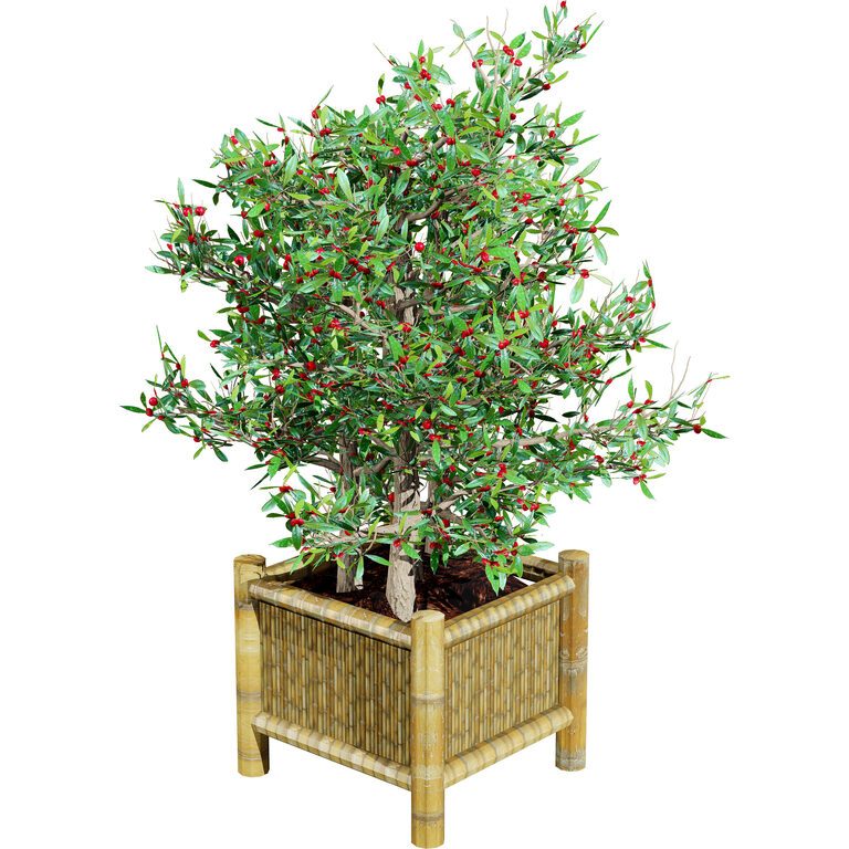 South African Miracle Berry Plant 3D Model (392735) 3D model - Download ...