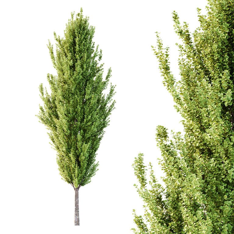 Fagus Sylvatica Tree 04 392753 3d Model Download 3d Model Fagus Sylvatica Tree 04 392753