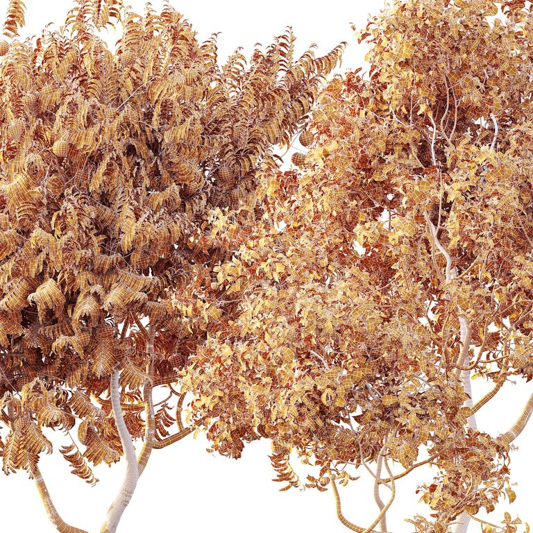 AV Fruit Trees Amygdalus Persica Peach and Prunus Salicina Plum Pflaume ...