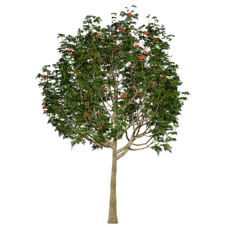 UK Rowan Tree 3D Model Pack (393263) 3D model - Download 3D model UK ...