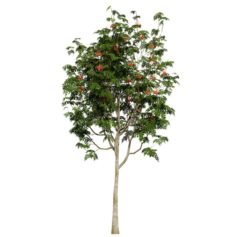UK Rowan Tree 3D Model Pack (393263) 3D model - Download 3D model UK ...